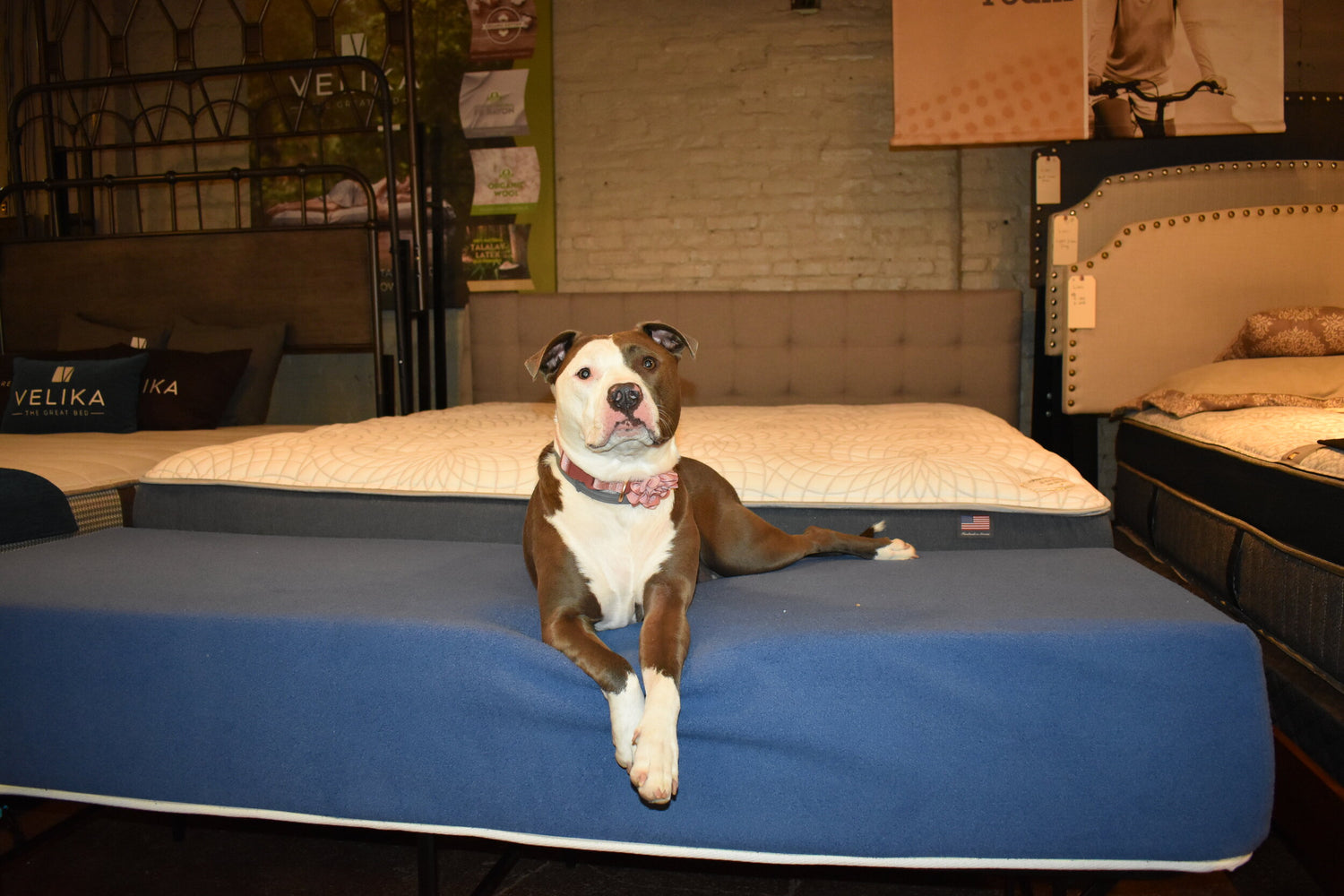 A Bed Extension for Your Dogs – Dog Bed Mattress Extender